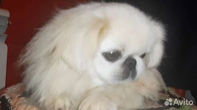 Девочка пекинес 8мес