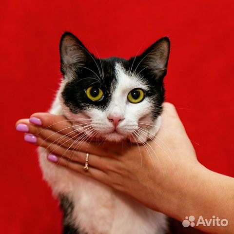 Молоденькая кошечка Лиза ищет родителей