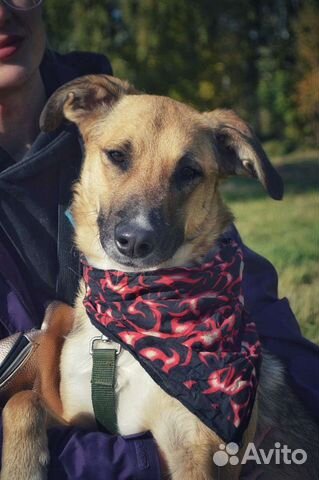 Умная и молодая собака Мегги в добрые руки