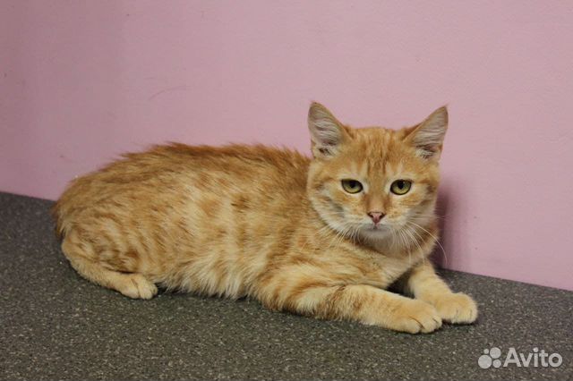 Котенок Огонёк