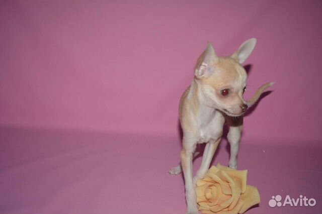 Мини девочка чихуахуа