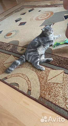 Кот