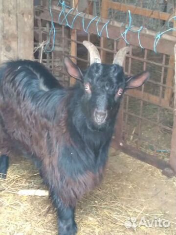 Козел 7 месяцев