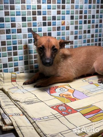 Мини собачка(20 см в холке) ищет дом