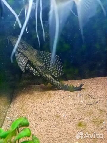 Сом птеригоплихт
