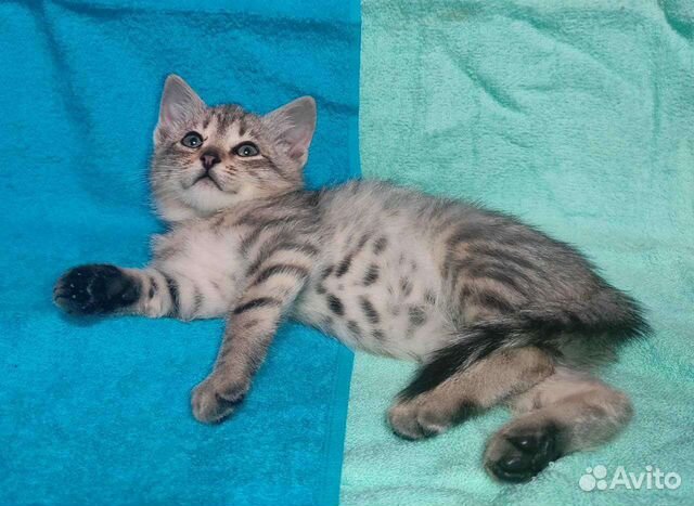 Котенок Малыш Дейл Спасение 1,5 мес