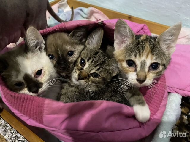 Веселые котята