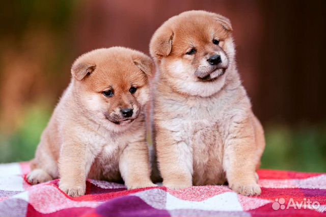 Шиба сиба ину