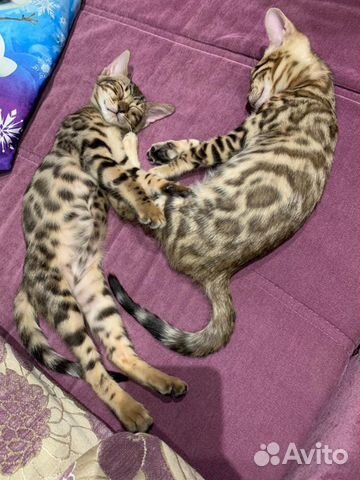 Бенгальские котята москва