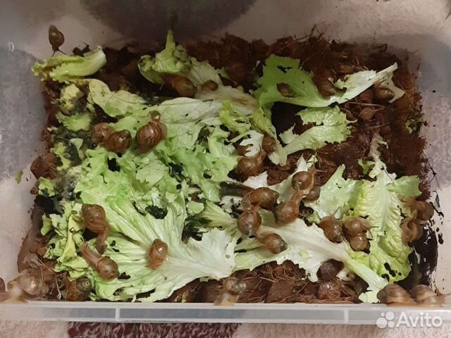 Улитки ахатины