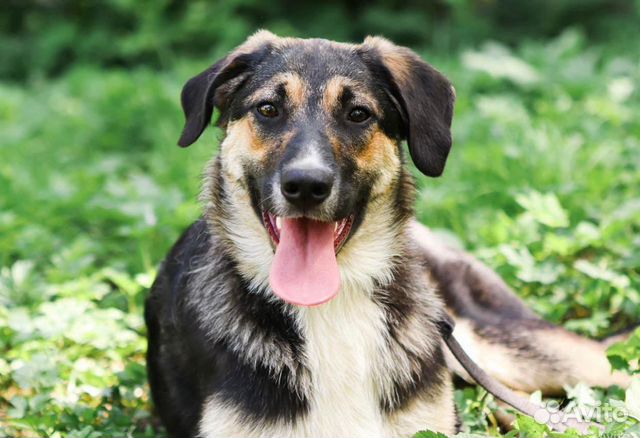 Шуша очень ждет семью