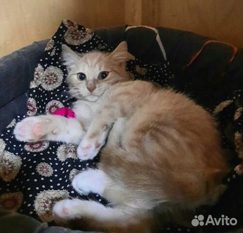 Фунтик непоседливое чудо в дар
