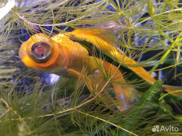 Рыбки Телескоп и Водяные глазки