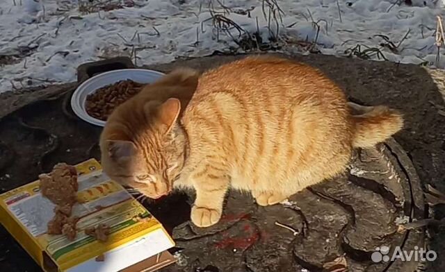 Котик ишет дом
