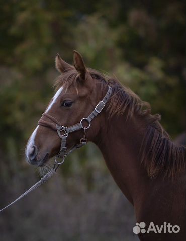 Кобыла 2021гр спортивная полукровная