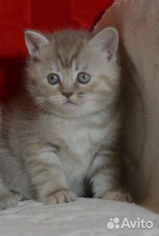 Девочка красавица лила