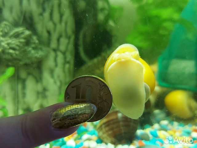 Улитки ампулярии