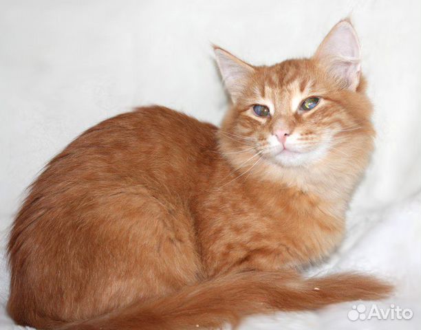 Берт 4 месяца инвалид по зрению в добрые руки