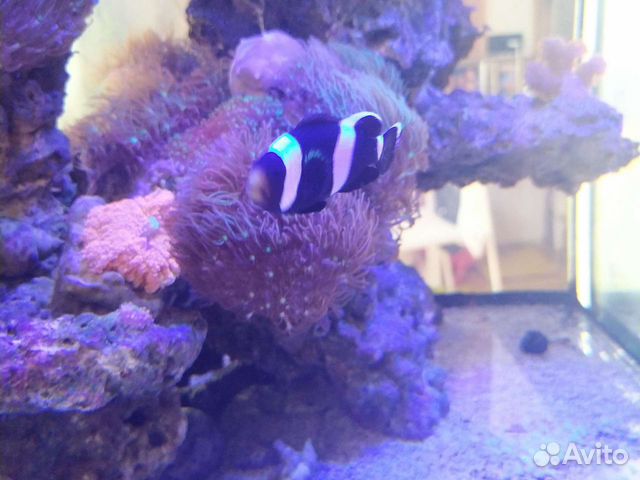 Морская рыба