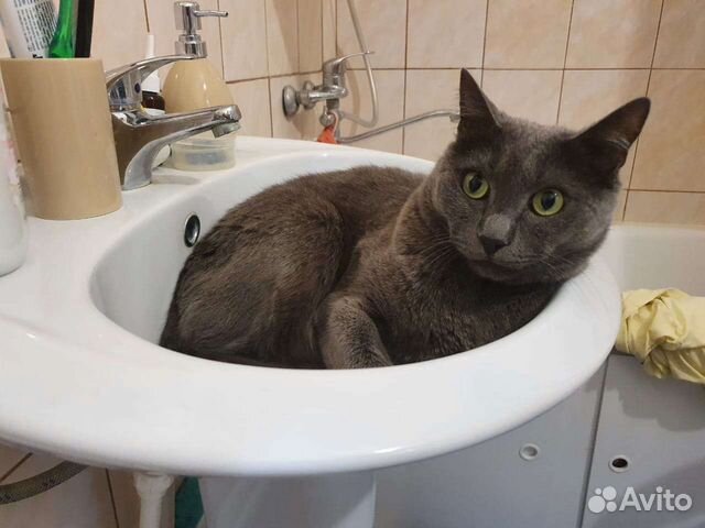 Котёнок Гендальф
