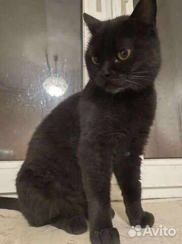 Кошка 1,5 года