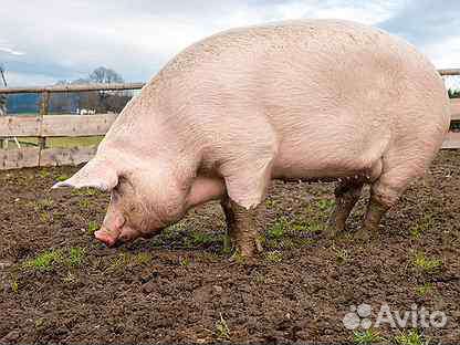 Свинья на мясо