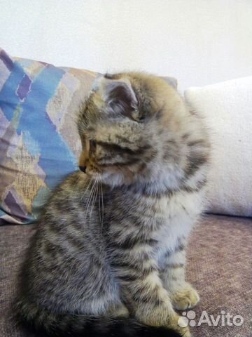 Вислоухие котята