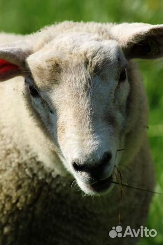 Овца котная