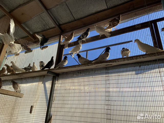 Бакинские голуби оптом