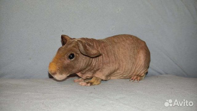 Морская свинка скинни