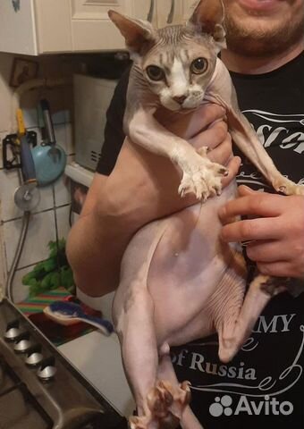 Канадский сфинкс