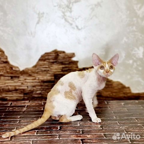 Котята девон-рекс