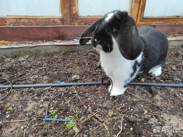 Кролик породы французский баран