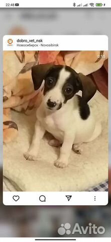 Щенок мальчик. Будет мелкий