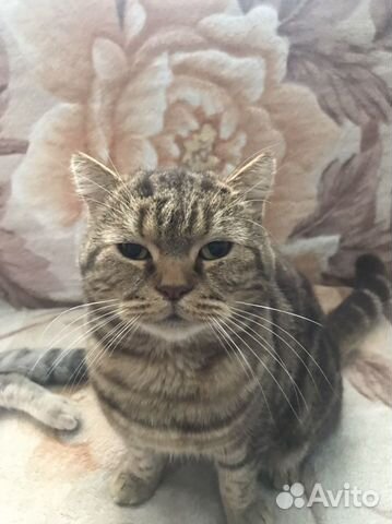 Шотландские коты