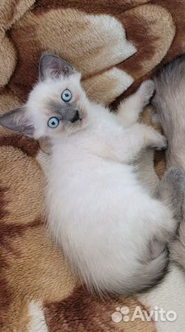 Тайские котята