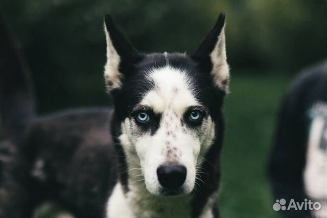 Красавец хаски ищет дом