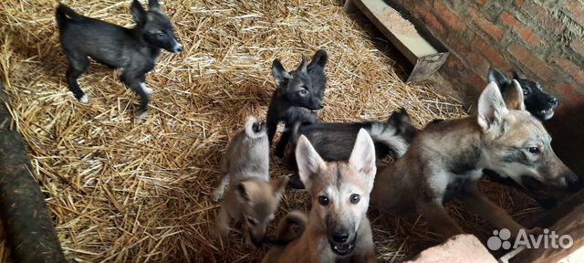 Щенки западно сибирской лайки