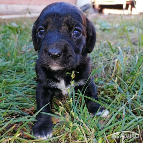 Собака в добрые руки маленькие