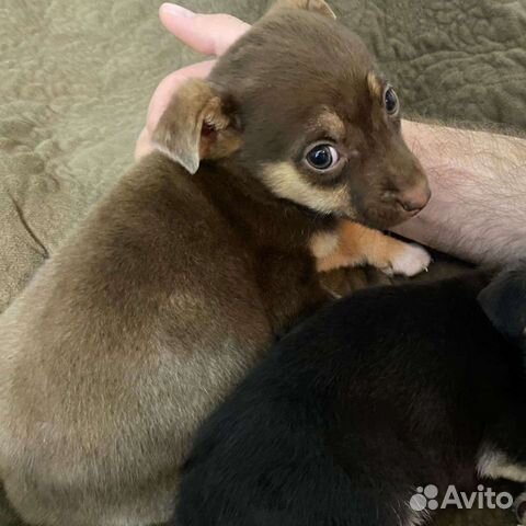 Щенок дворняжки