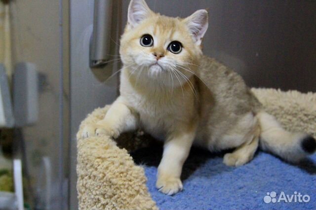 Золотой котик Максимка