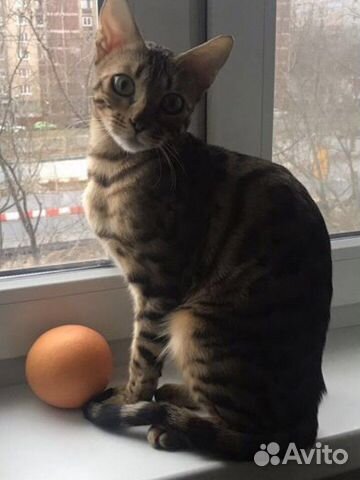 Бенгальская