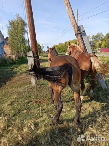 Кобыла на откорме, 5 летка