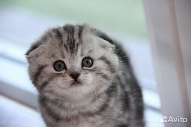 Мраморные вислоухие котята