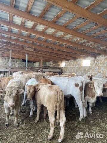 Бычки Симменталы