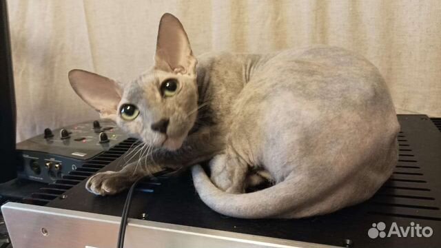 Кошка ориентальная