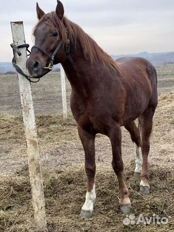 Жеребц 5 лет