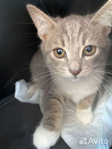 Луша ищет дом