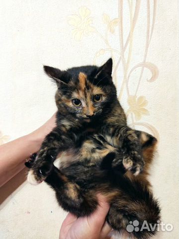 Черепашка коша
