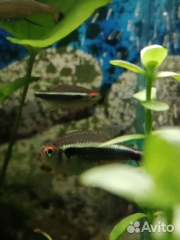 Неон черный